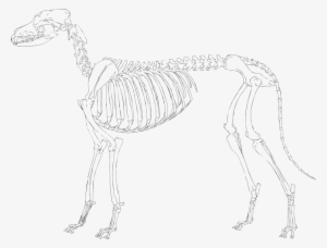 Dog Skeleton - Dog - Free Transparent PNG Download - PNGkey