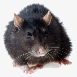 Dire Rat - Pathfinder Dire Rat - Free Transparent PNG Download - PNGkey