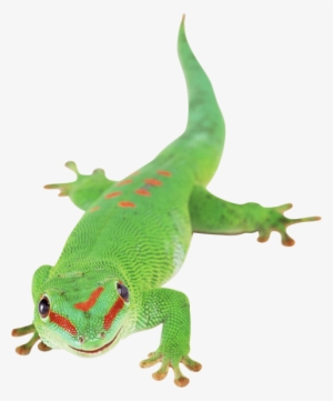 Free Png Green Lizard Png Png Images Transparent - Green Lizard ...