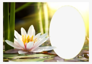 Transparent Water Lily Png Frame - Water Lily Frame - Free Transparent ...