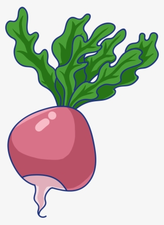 White Radish Png - Mula Vegetables - Free Transparent PNG Download - PNGkey