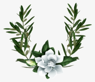 Gardenia Sticker - Jasmine - Free Transparent PNG Download - PNGkey