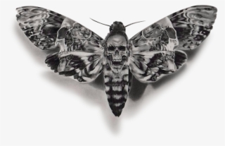 Dead Head Hawk Moth - Free Transparent PNG Download - PNGkey