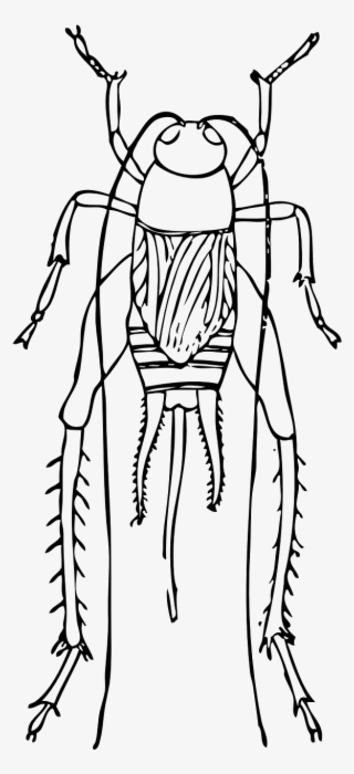Cricket Insect Bug Antennae Png Image - Clip Art - Free Transparent PNG ...
