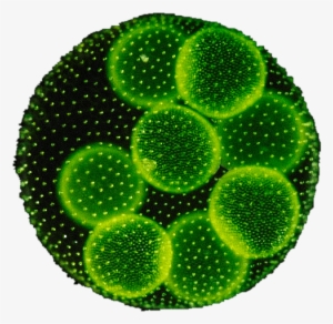Algae - Circle - Free Transparent PNG Download - PNGkey