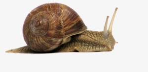 Animals - Snails - Snail Transparent Background - Free Transparent PNG ...