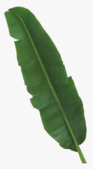 Abaca Leaf - Free Transparent PNG Download - PNGkey