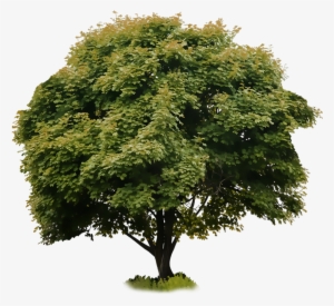 Crop Tree Png - Health - Free Transparent PNG Download - PNGkey