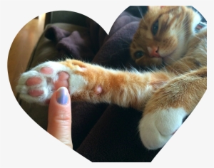 Declaw Awareness Why Not To Declaw Cats - Declawed Vs Non Declawed Cat ...