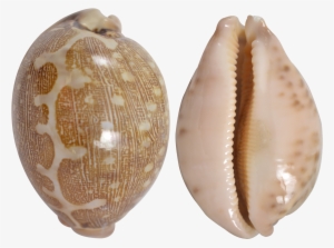 Cowry Shell Png - Free Transparent PNG Download - PNGkey