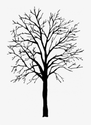 Tree Height - 50 - 00-75 - 00 Feet - Ash Tree Outline - Free ...