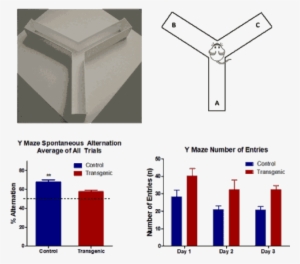 T Maze Spontaneous Alternation - T Maze Test - Free Transparent PNG ...