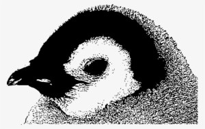 Emperor Penguin Png - Free Transparent PNG Download - PNGkey