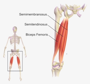The Superficial Muscles Of The Thigh - Mouse Pelvic Limb Muscle - Free ...