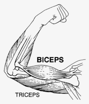 Free Flexing Arm Emoji - Biceps Png - Free Transparent PNG Download ...