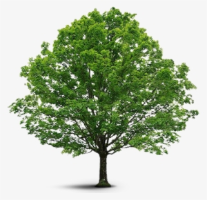 Deciduous Tree - Deciduous Tree Emoji - Free Transparent PNG Download ...
