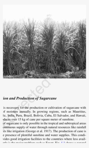 Sugar Cane - Fiber Crop - Free Transparent PNG Download - PNGkey