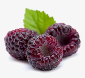 Raspberry Png Image Background - Black Raspberry - Free Transparent PNG ...