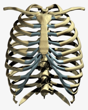 Rib Cage Png Image - Skeleton Rib Cage Png - Free Transparent PNG ...