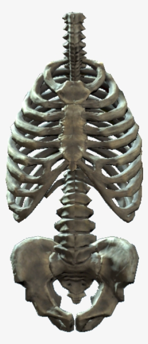 Rib Cage And Pelvis - Free Transparent PNG Download - PNGkey