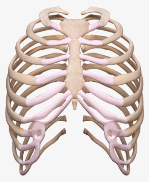 Rib Cage - Rib - Free Transparent PNG Download - PNGkey