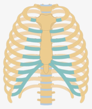 Rib Cage - Rib - Free Transparent PNG Download - PNGkey