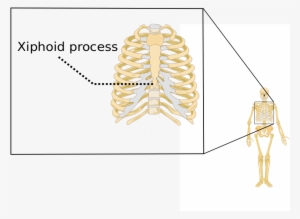 File - Xiphoid Process - Svg - Skeletal System Xiphoid Process - Free ...