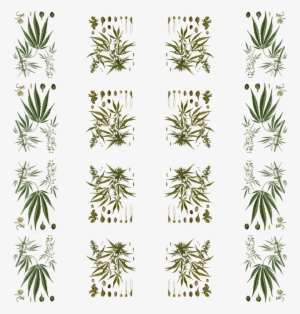 Cannabis Sativa - Png Transparent Marijuana Leaf - Free Transparent PNG ...