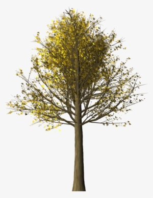 Maple Tree PNG, Transparent Maple Tree PNG Image Free Download - PNGkey