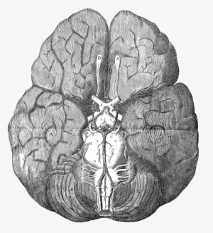 Anatomy Of The Brain - Thomas Willis Brain - Free Transparent PNG ...