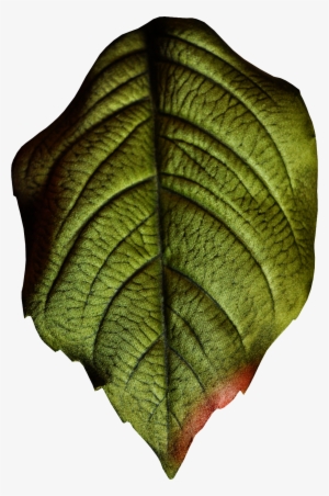 Hand Painted Realistic Texture Leaf Png Transparent - Download - Free ...