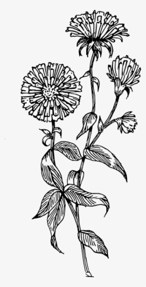 Montana Bitterroot State Flowers Drawing - White Flower Outline Png ...