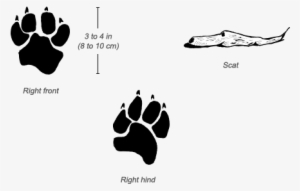 Spotted Hyena Tracks - Spotted Hyena Paw Print - Free Transparent PNG ...