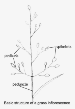 Basic Structure Of A Grass Inflorence - Christmas Tree - Free ...