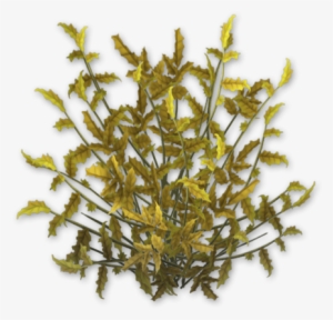 Smusum Rustling Bush - Wiki - Free Transparent PNG Download - PNGkey