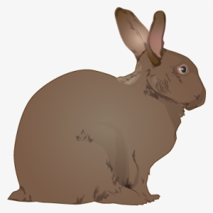 Rabbit PNG, Transparent Rabbit PNG Image Free Download - PNGkey