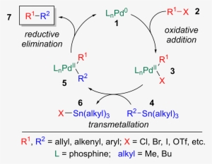 Complex Iii Reaction - Q Cycle In Oxidative Phosphorylation - Free ...