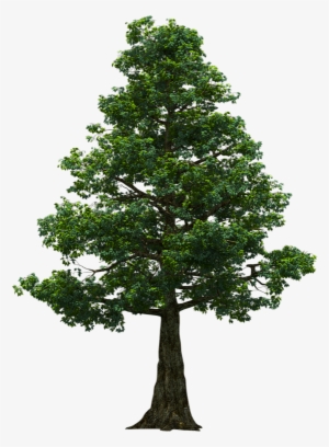 Lots Of Trees Photoshop Texture, Png Format, Cut Outs, - Larch Png ...