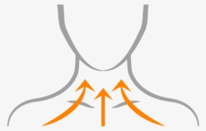 Step 2 - Neck Illustration - Neck Png - Free Transparent PNG Download ...