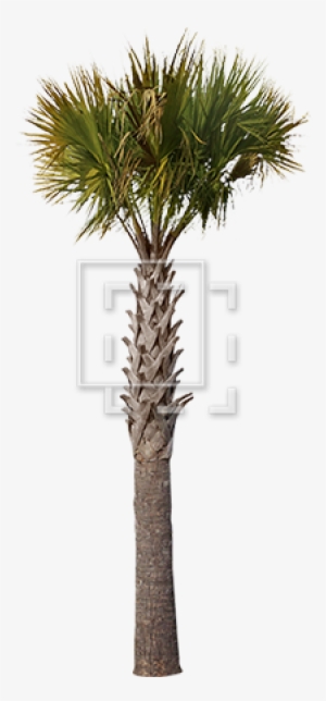 Sharp Palm Tree - Houseplant - Free Transparent PNG Download - PNGkey