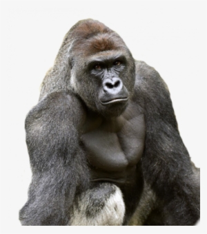 Harambe - Cartoon - Free Transparent PNG Download - PNGkey