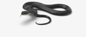 Black Mamba Snake Png Download Image - Picsart Photo Studio - Free ...
