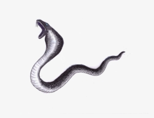 Black Mamba Png File - Black Mamba Snake Png - Free Transparent PNG ...