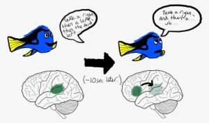 Dory Schematic - Blank Brain Diagram - Free Transparent PNG Download ...