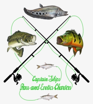 Skiff Life Peacock Bass Fishing Decal Sticker Randy - Peacock Bass ...