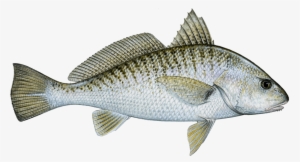 Croaker - Croaker Fish - Free Transparent PNG Download - PNGkey