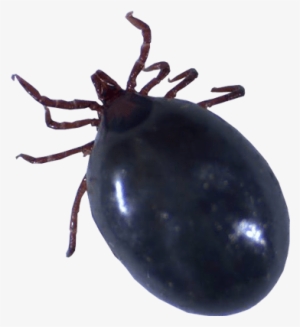 Tick PNG, Transparent Tick PNG Image Free Download - PNGkey
