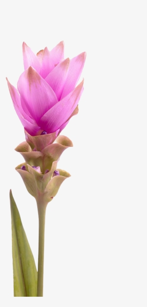 Drawing Tulips Tulip Petal - Turmeric Flower Png - Free Transparent PNG ...