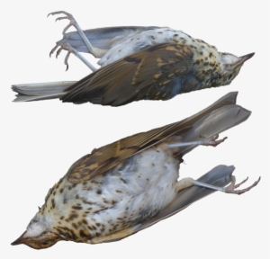 Dead Clipart Hawk - Transparent Dead Bird Png - Free Transparent PNG ...