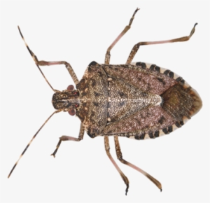 Png File - Stink Bug Clip Art - Free Transparent PNG Download - PNGkey